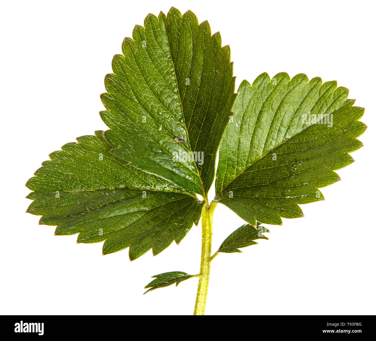 Green strawberry leaves. Isolated on white Stock Photo - Alamy