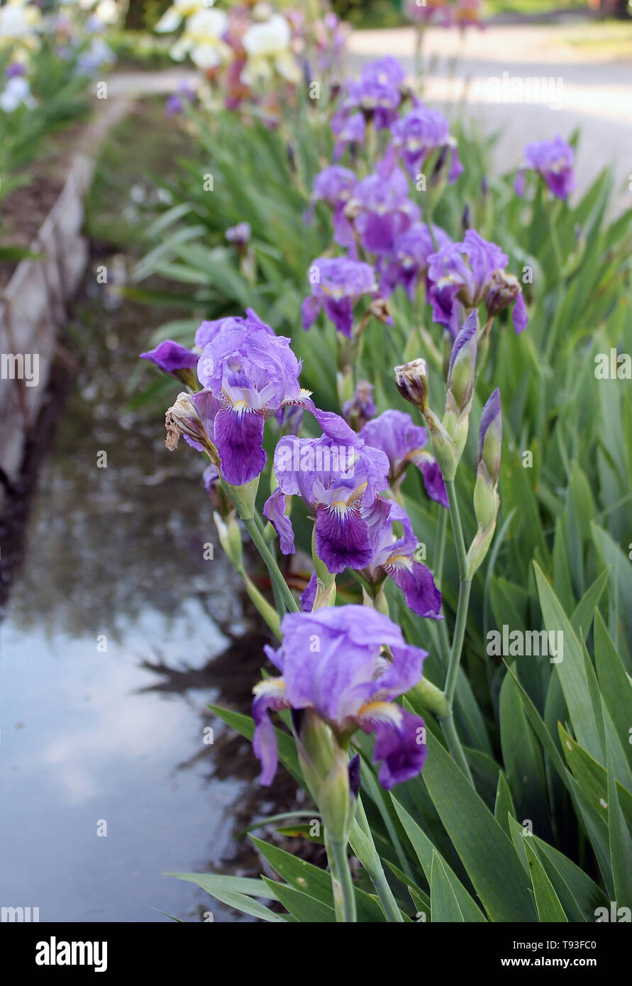 Beautiful purple flower in bloom on a crisp spring morning,The iris ...