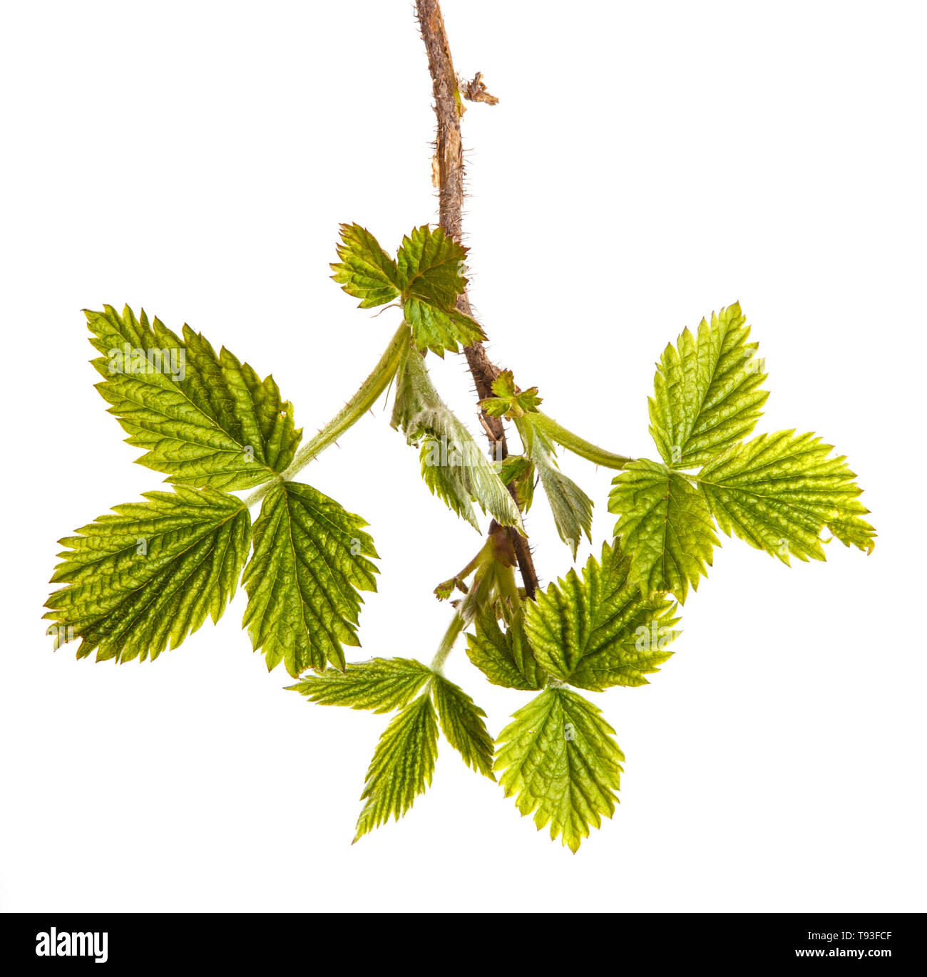 A branch of raspberry with green leaves. Isolated on white Stock Photo ...