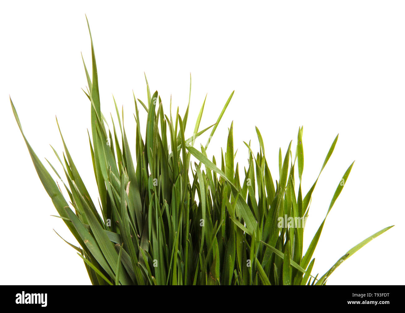 A bunch of green grass. Isolated on white Stock Photo - Alamy