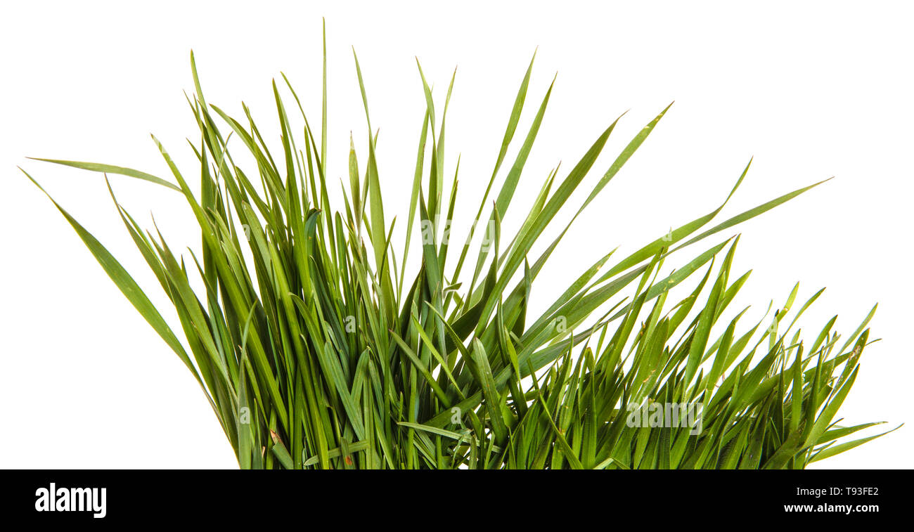 A bunch of green grass. Isolated on white Stock Photo - Alamy