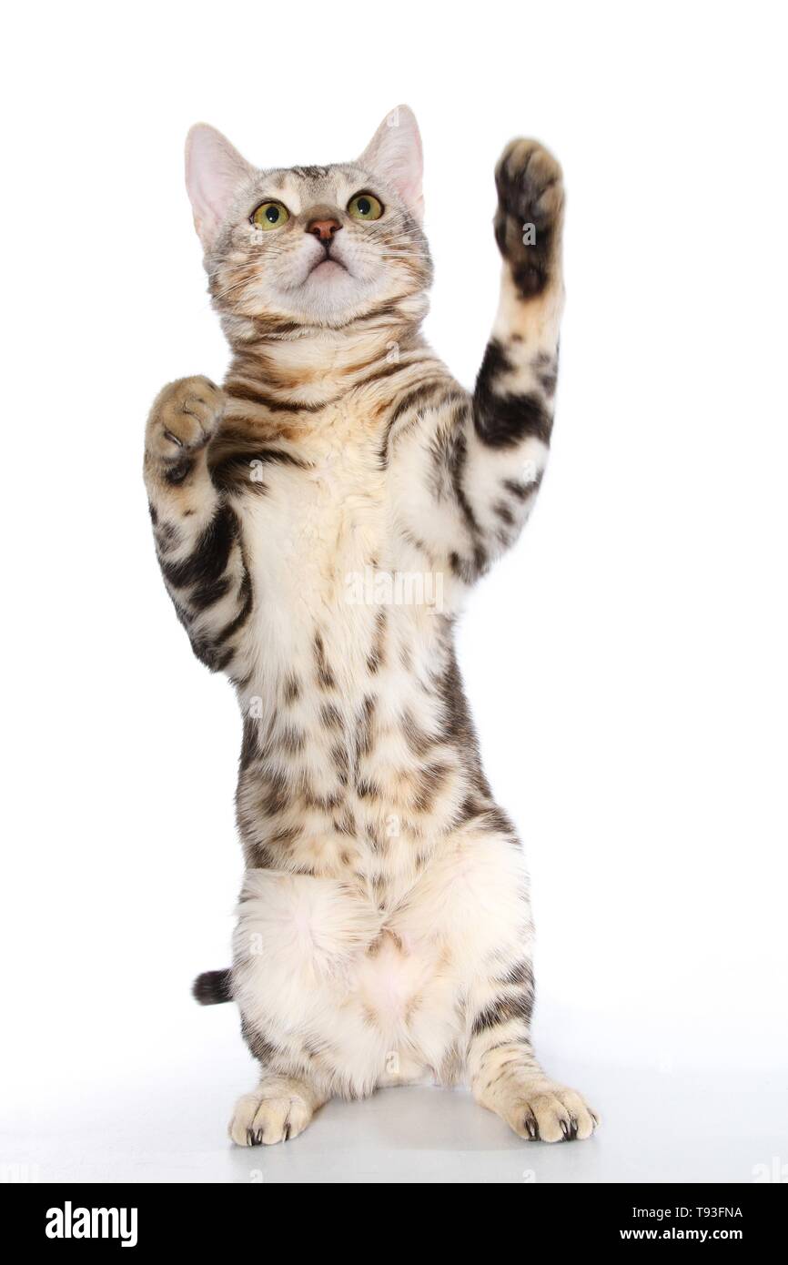 begging Bengal Cat Stock Photo - Alamy