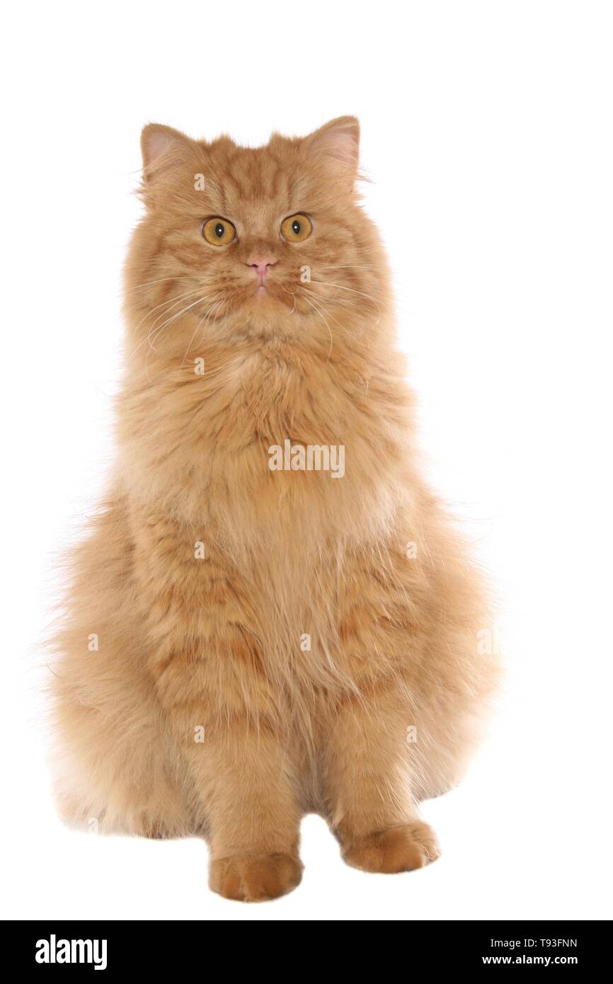 German Longhair Cat Stock Photo - Alamy