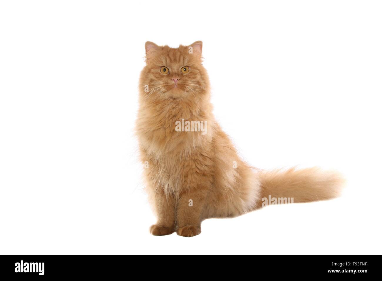 German Longhair Cat Stock Photo - Alamy