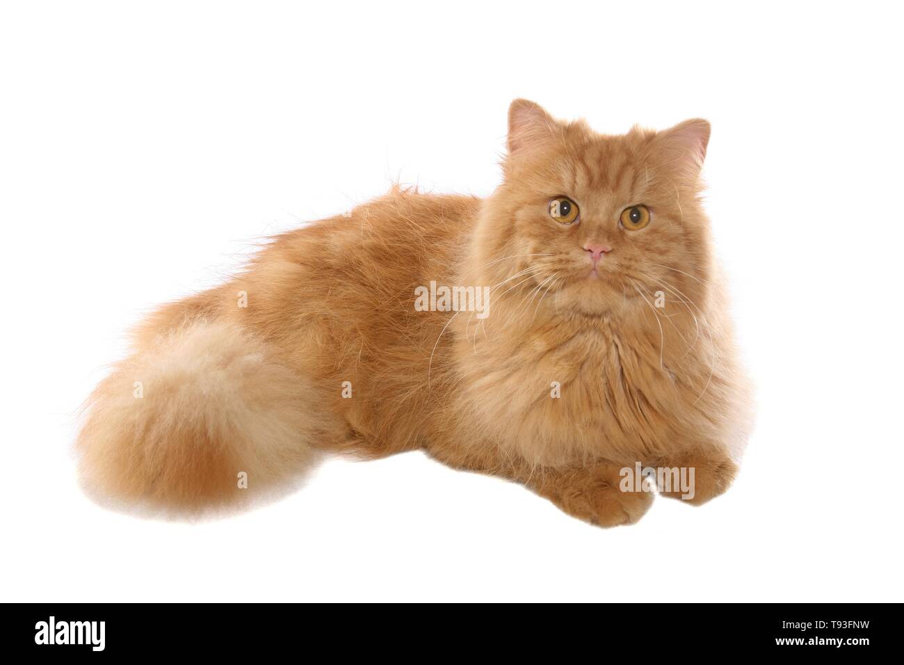 German Longhair Cat Stock Photo - Alamy