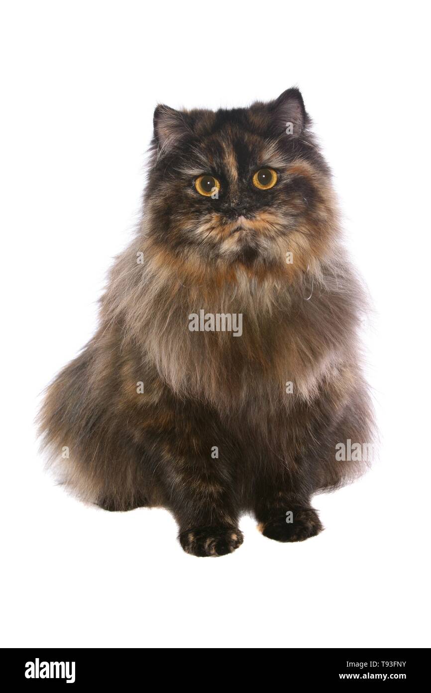 German Longhair Cat Stock Photo - Alamy