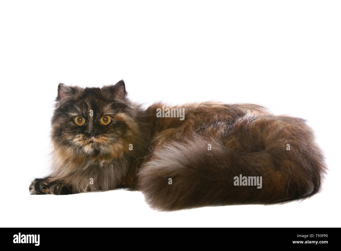 German Longhair Cat Stock Photo - Alamy