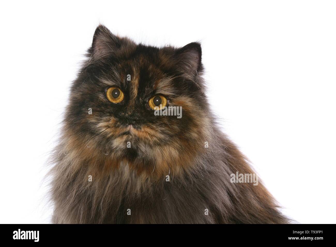 German Longhair Cat Stock Photo - Alamy