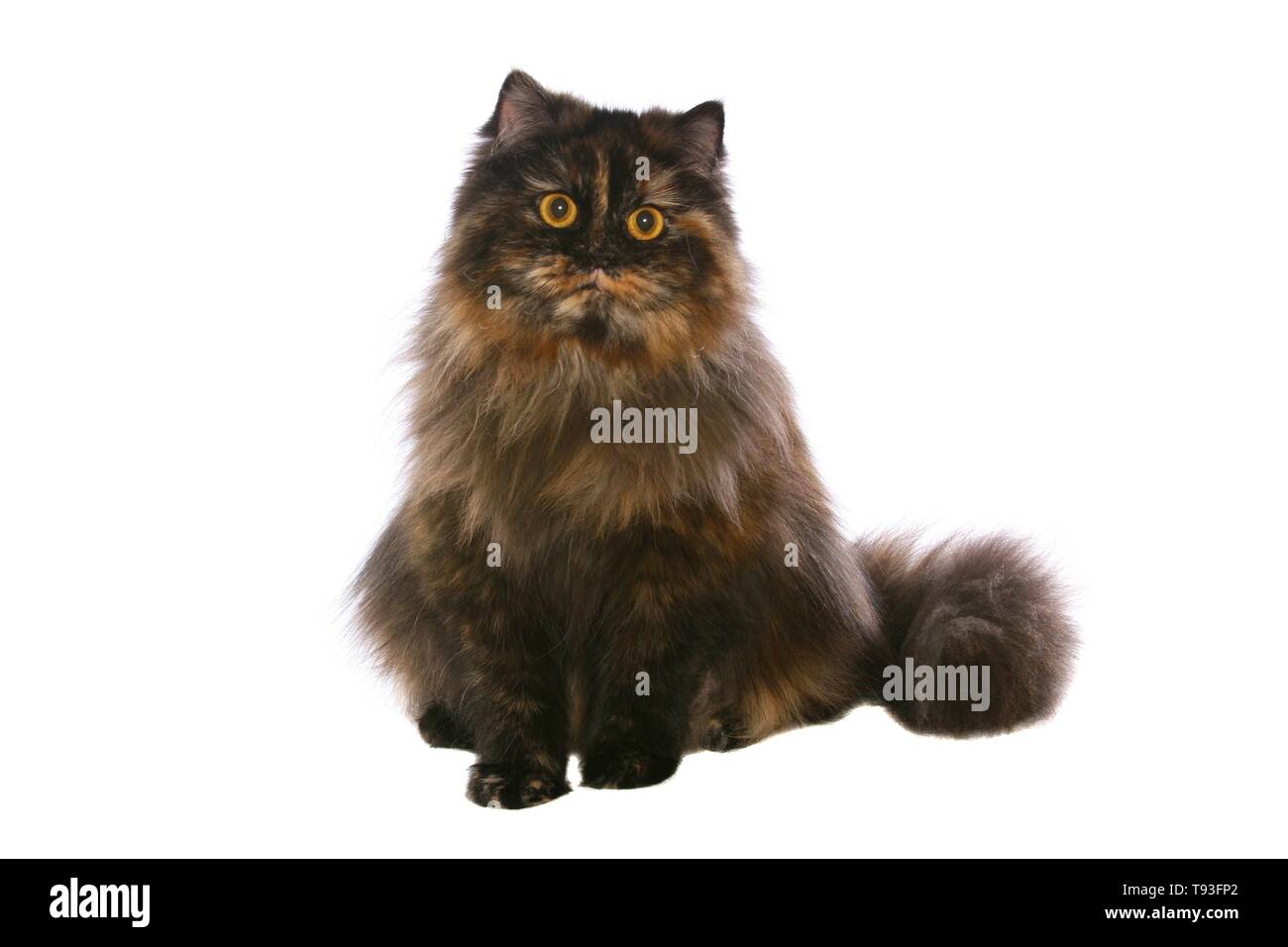 German Longhair Cat Stock Photo - Alamy