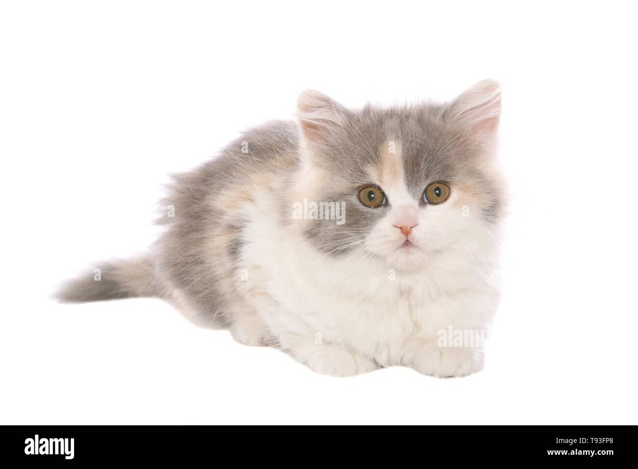 German Longhair Cat Stock Photo - Alamy