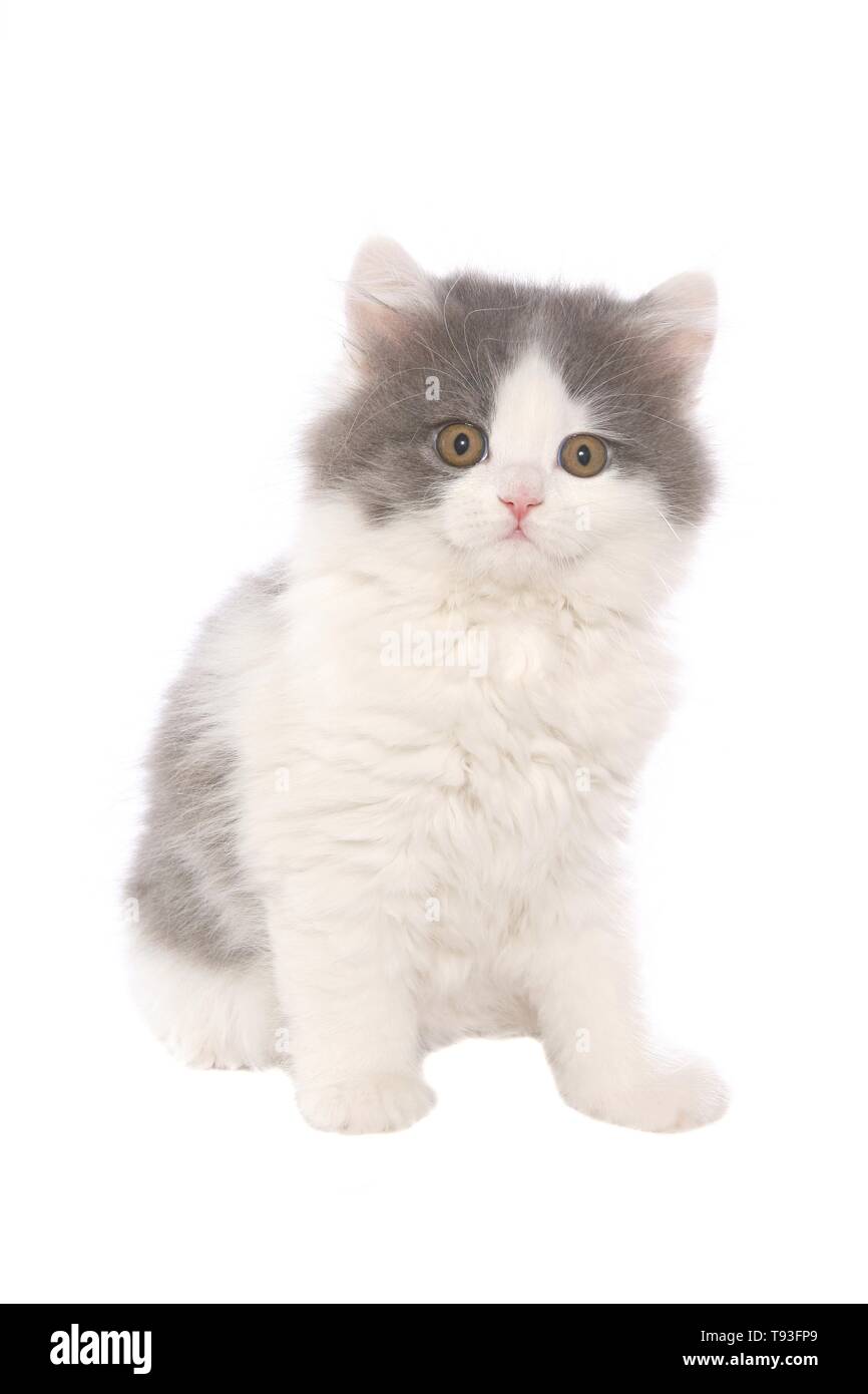 German Longhair Cat Stock Photo - Alamy