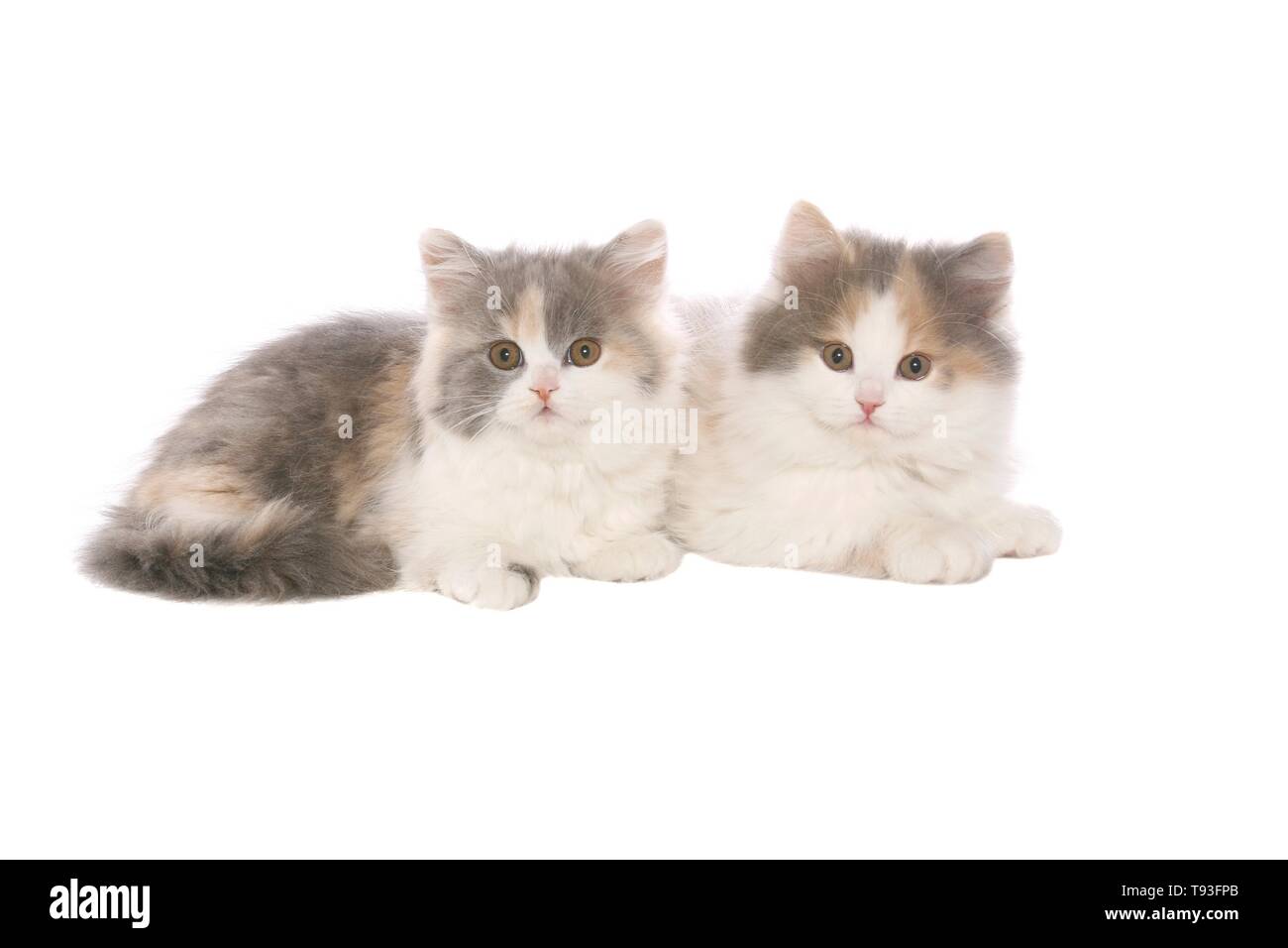 German Longhair Cat Stock Photo - Alamy