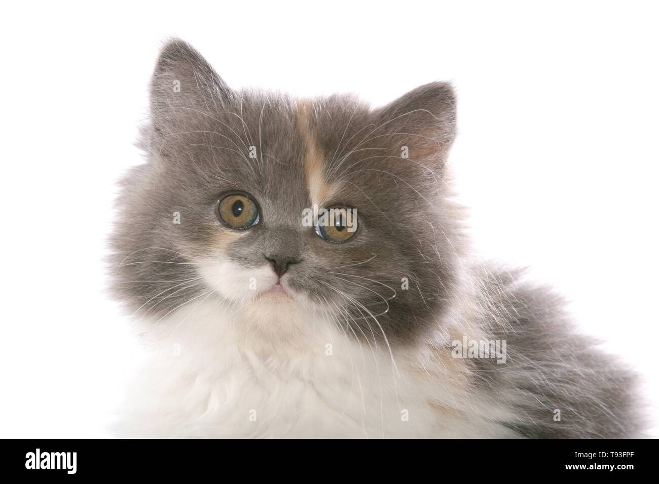 German Longhair Cat Stock Photo - Alamy
