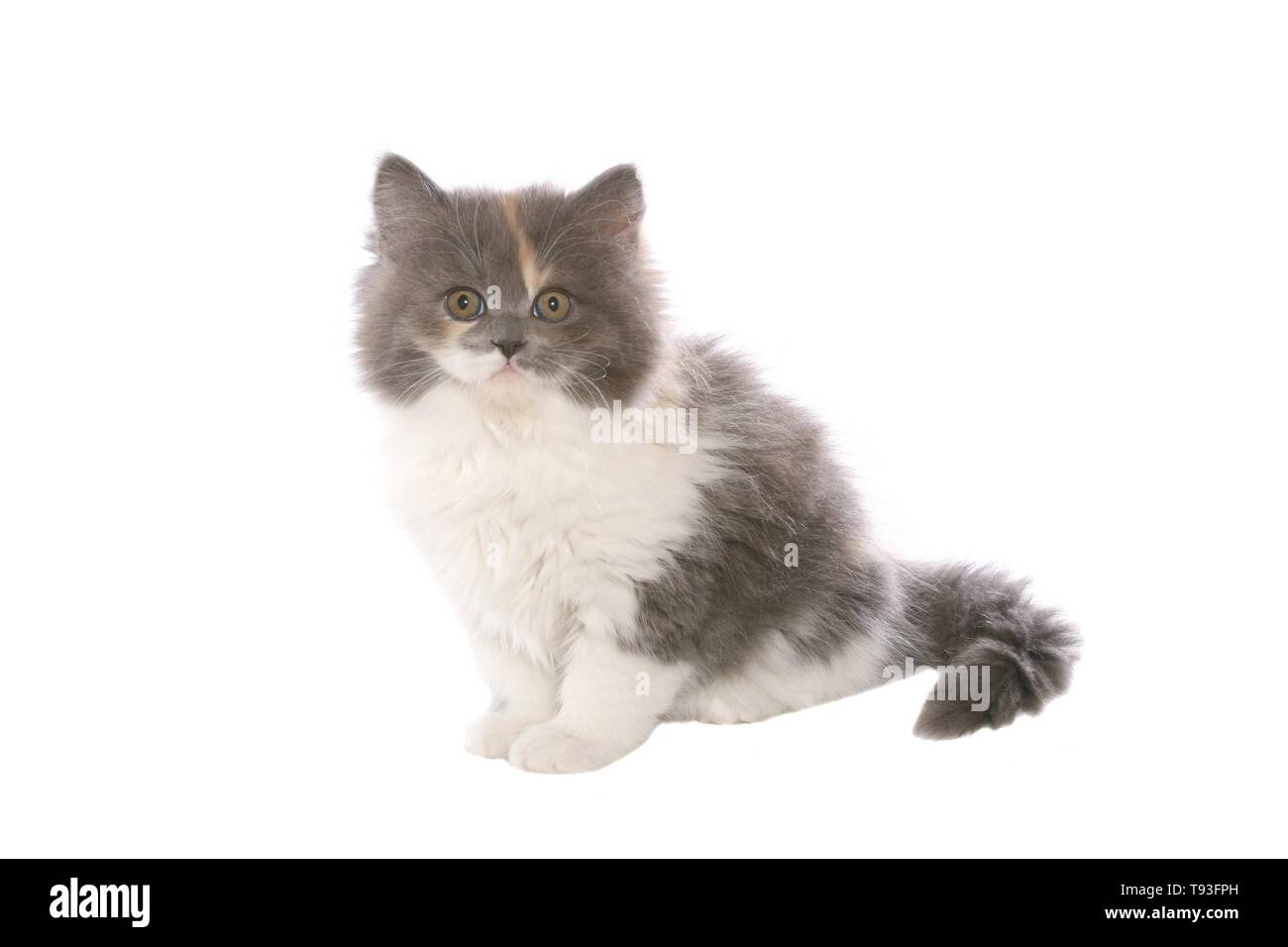 German Longhair Cat Stock Photo - Alamy