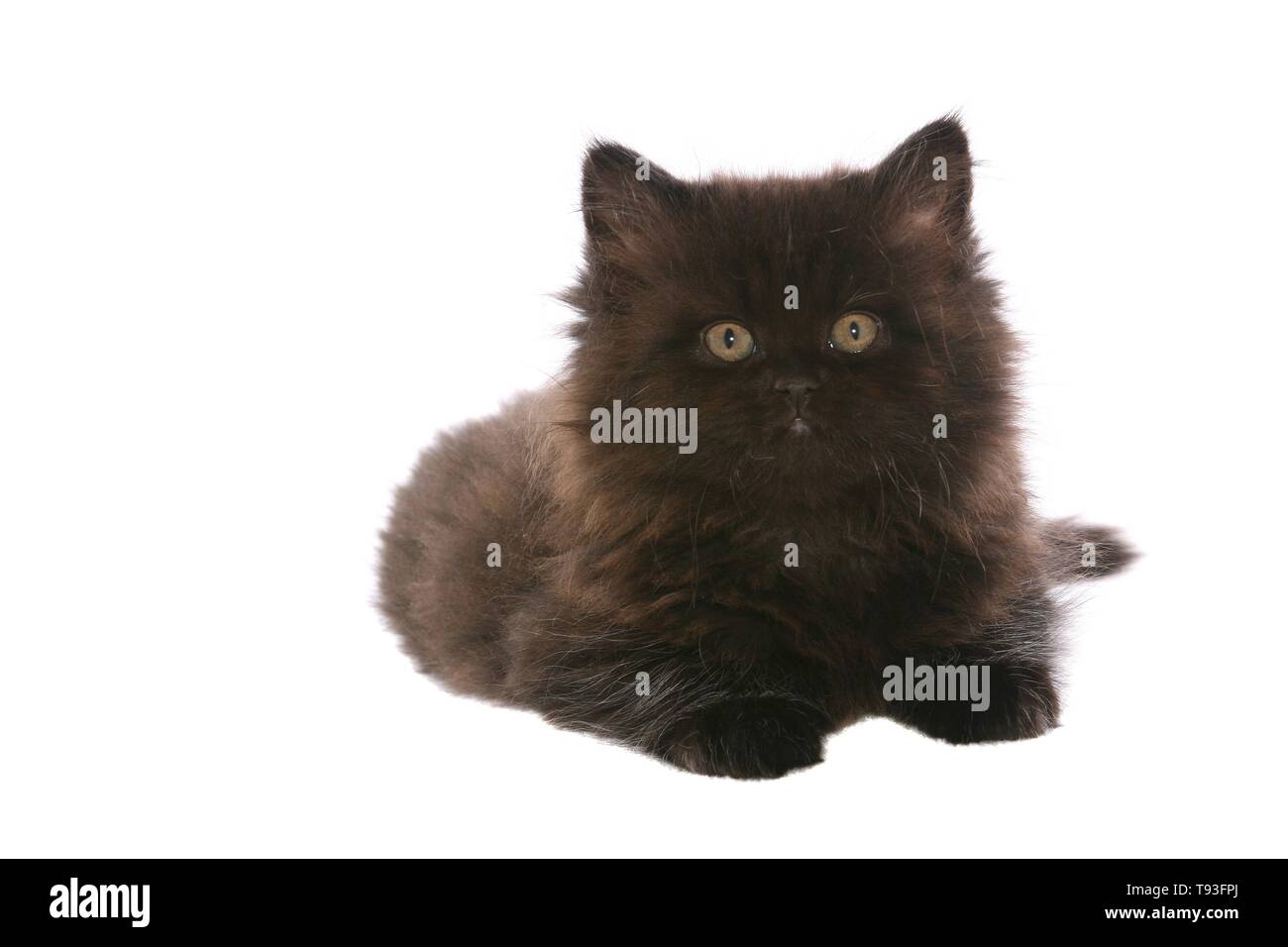 German Longhair Cat Stock Photo - Alamy