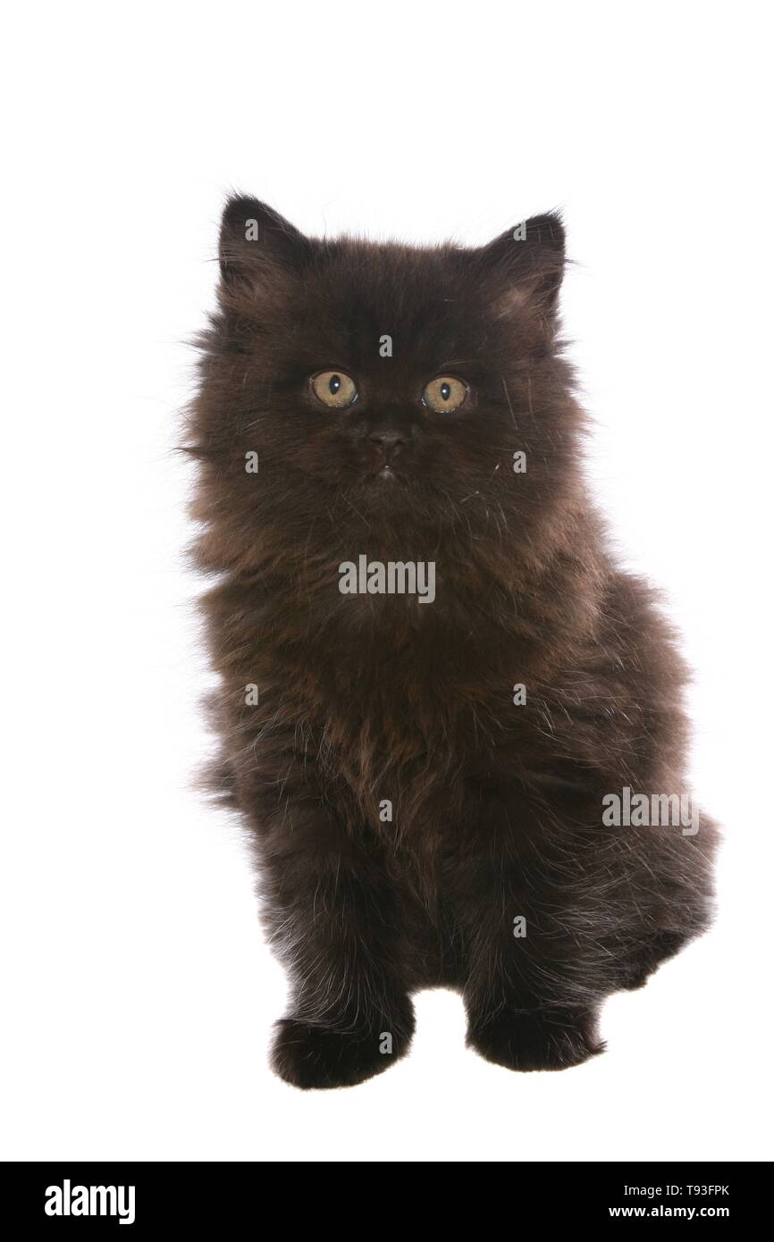 German Longhair Cat Stock Photo - Alamy