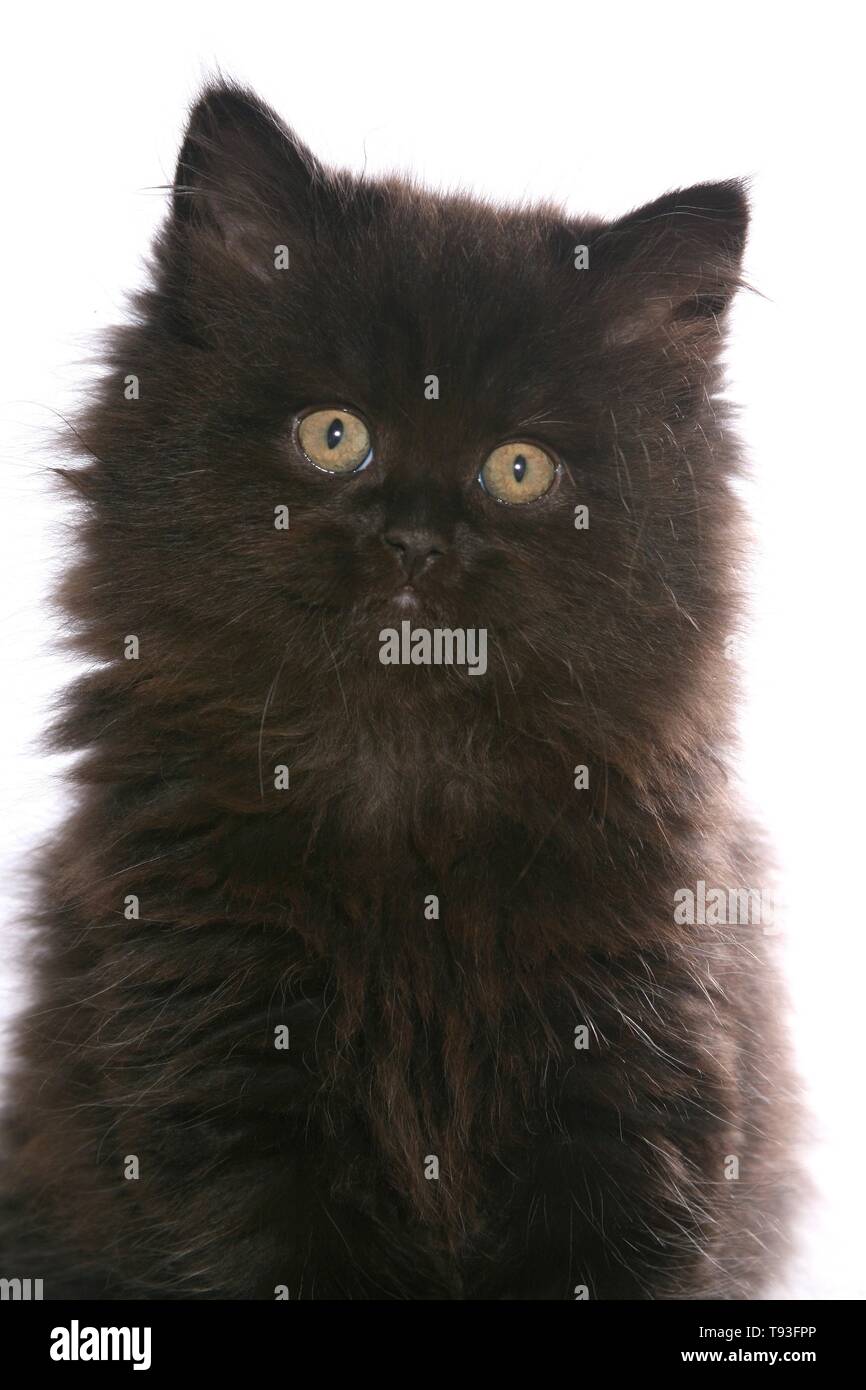 German Longhair Cat Stock Photo - Alamy