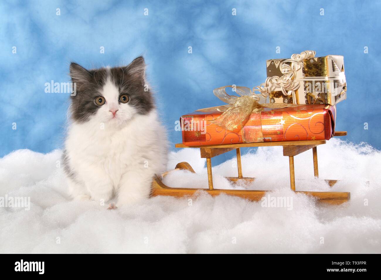 German Longhair Cat Stock Photo - Alamy