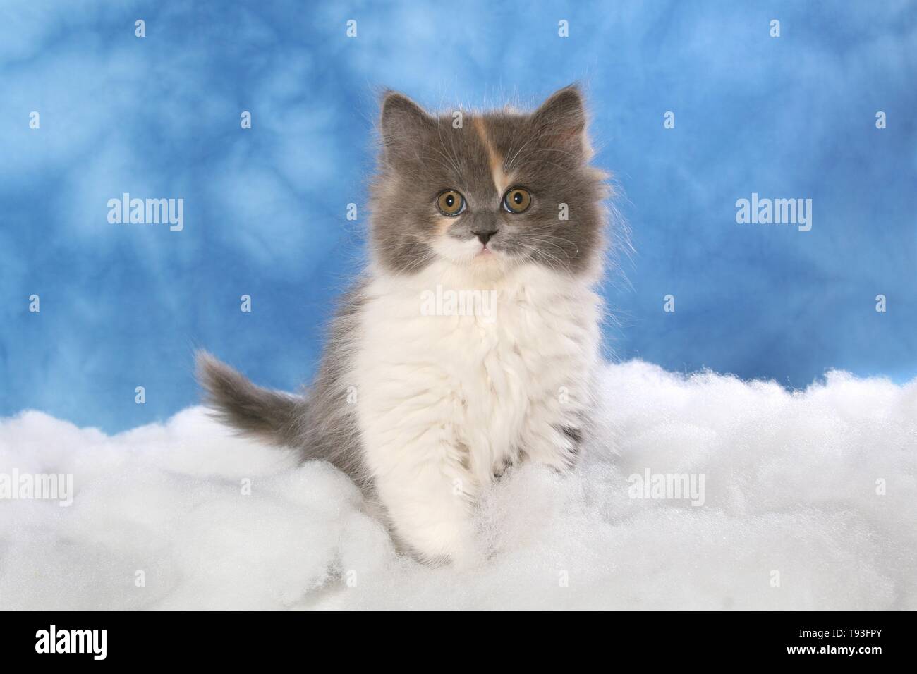 German Longhair Cat Stock Photo - Alamy