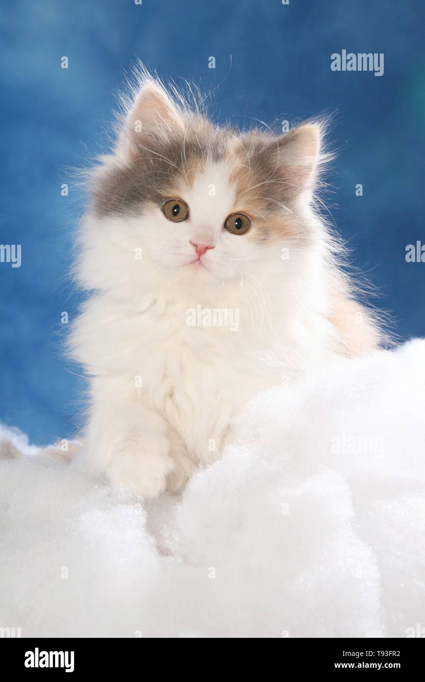 German Longhair Cat Stock Photo - Alamy