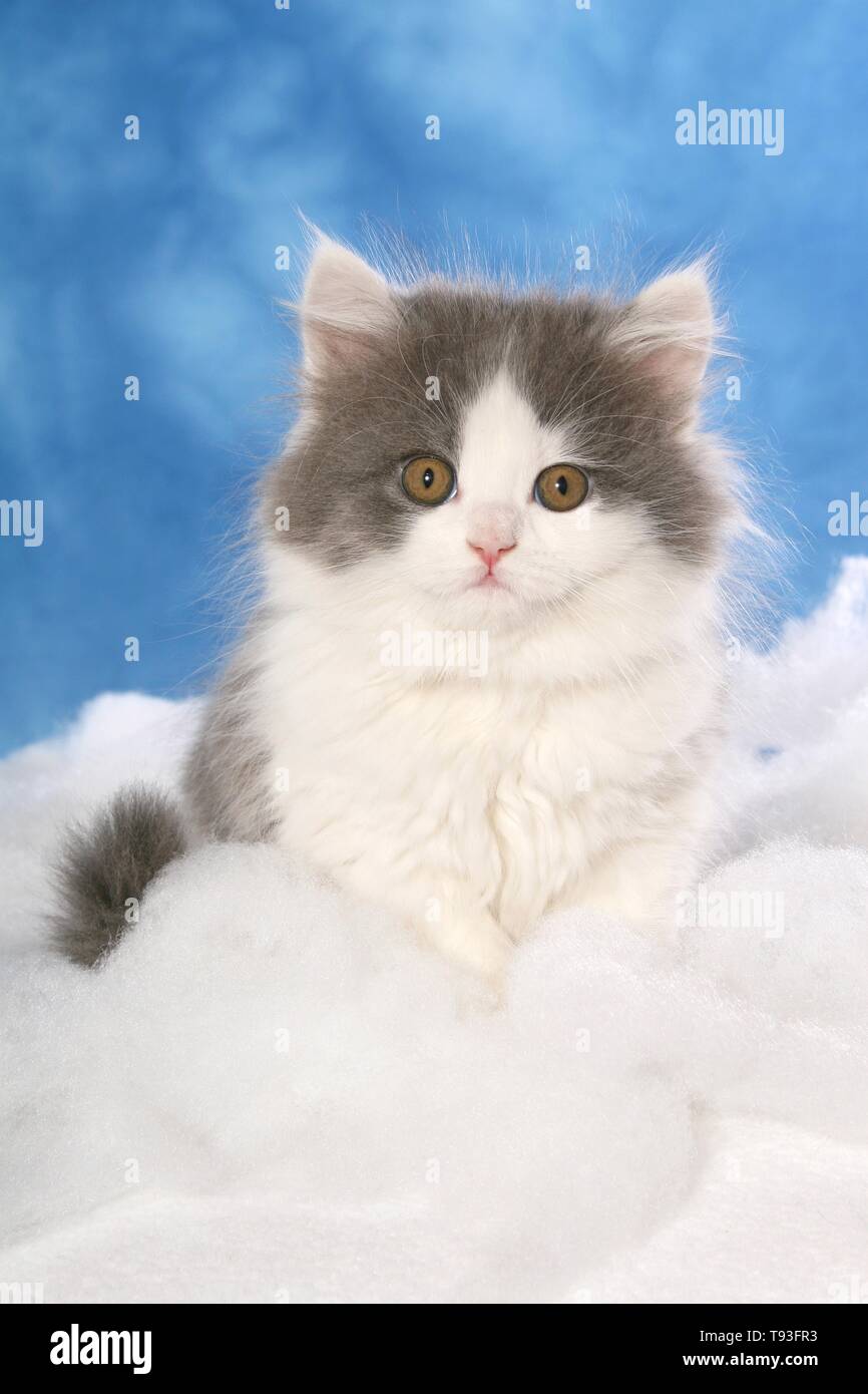 German Longhair Cat Stock Photo - Alamy