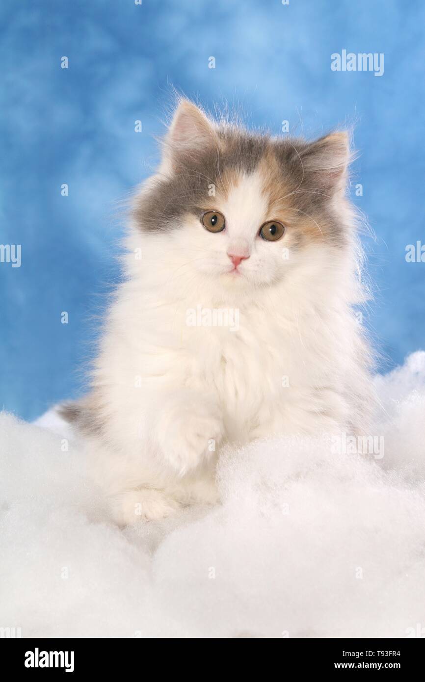German Longhair Cat Stock Photo - Alamy