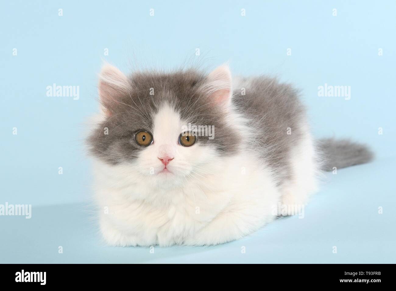 German Longhair Cat Stock Photo - Alamy