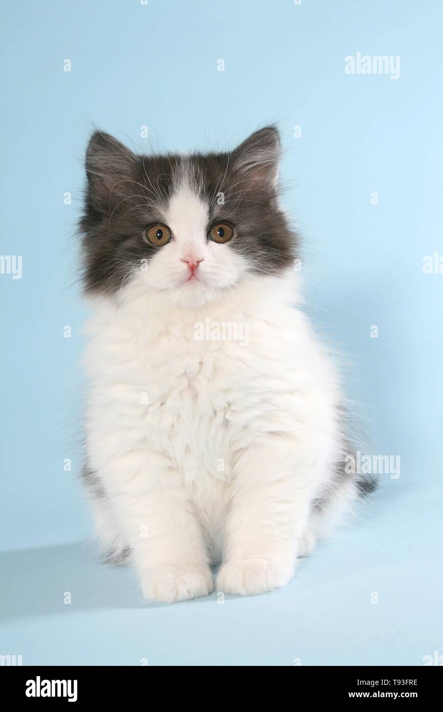 German Longhair Cat Stock Photo - Alamy