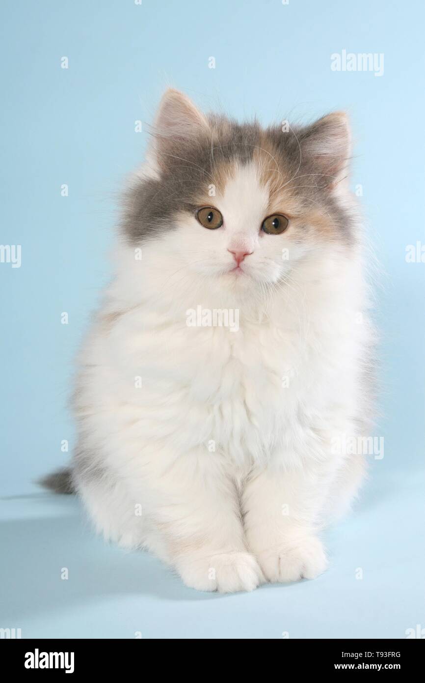 German Longhair Cat Stock Photo - Alamy