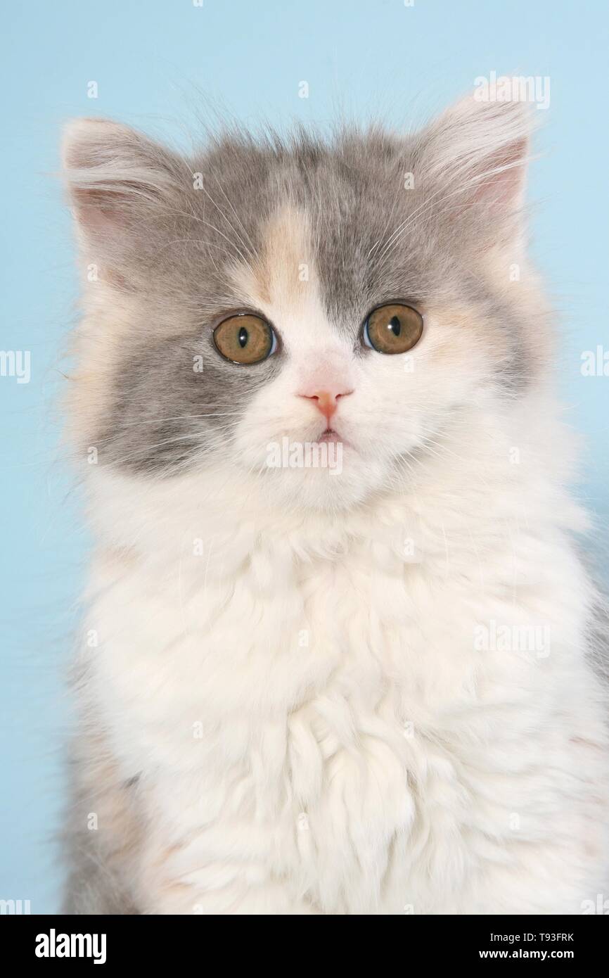 German Longhair Cat Stock Photo - Alamy