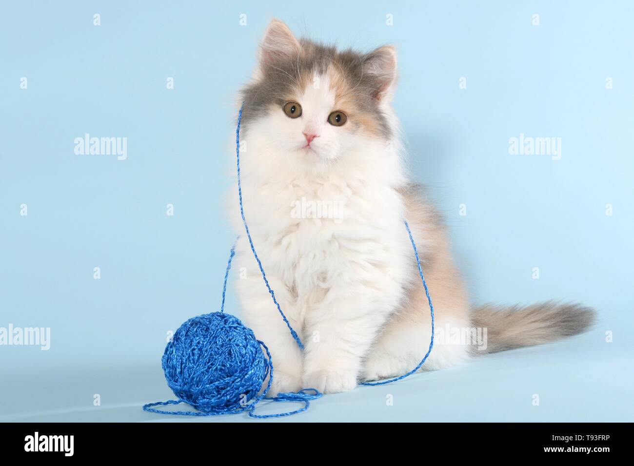 German Longhair Cat Stock Photo - Alamy