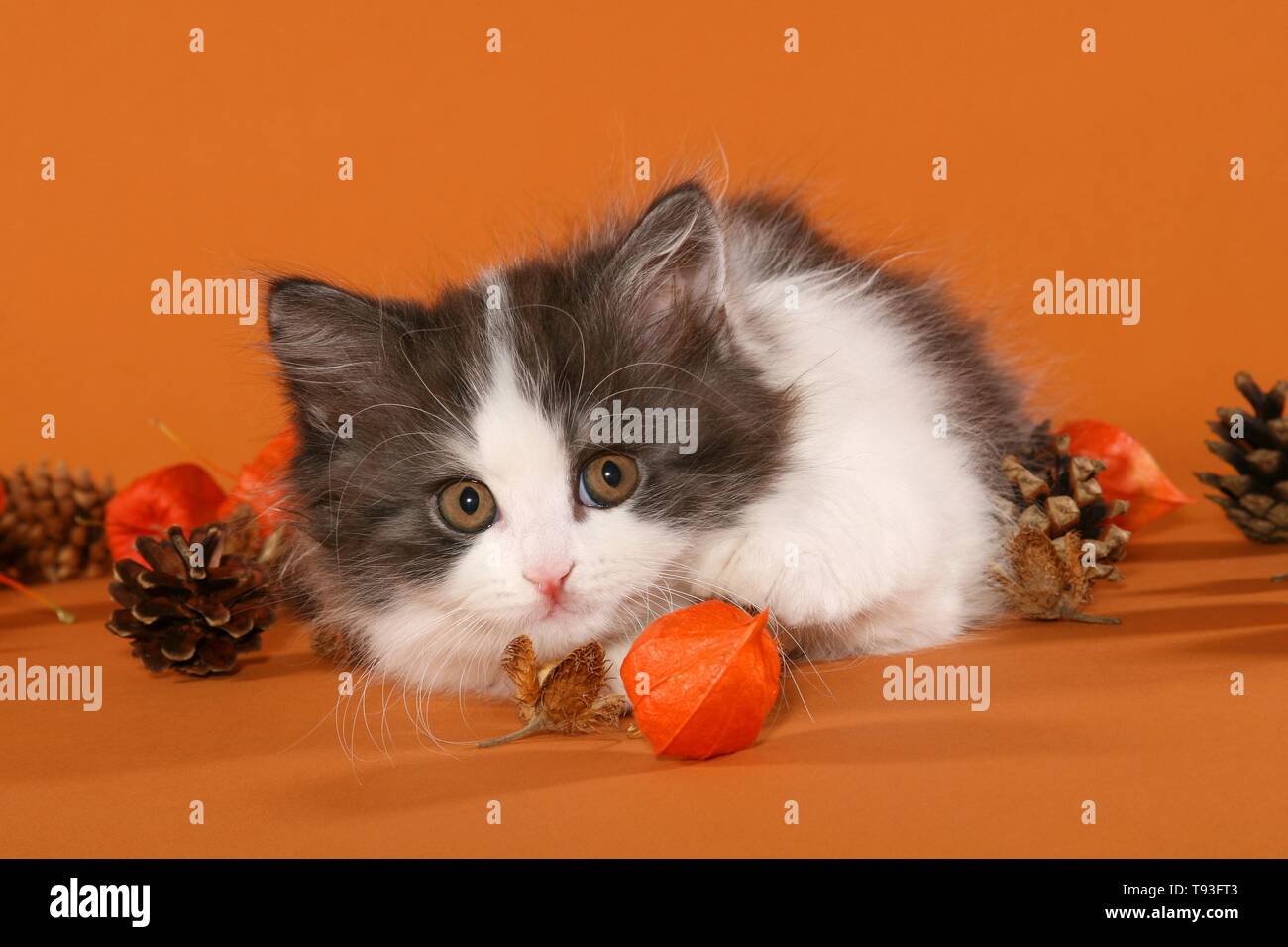 German Longhair Cat Stock Photo - Alamy