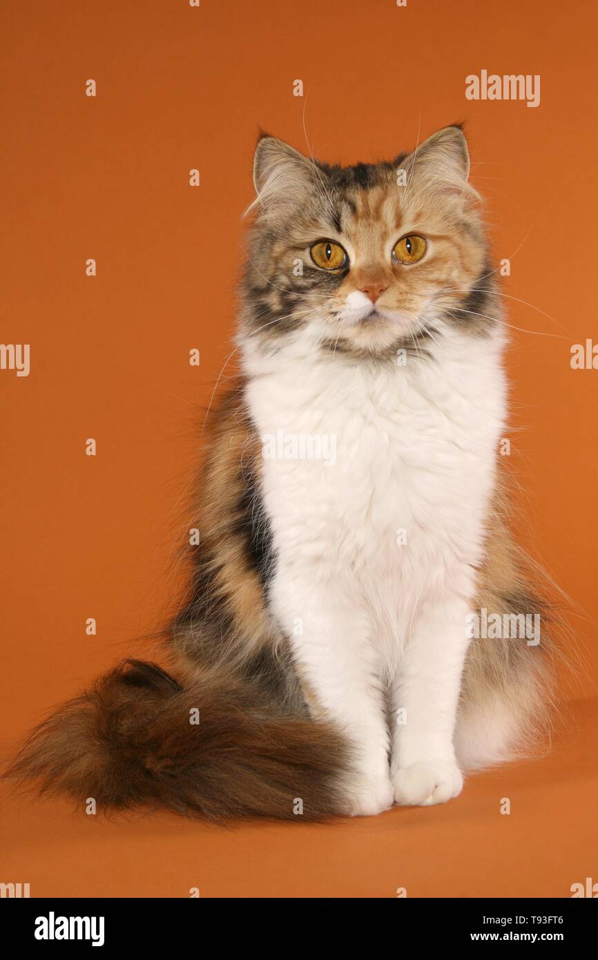 German Longhair Cat Stock Photo - Alamy