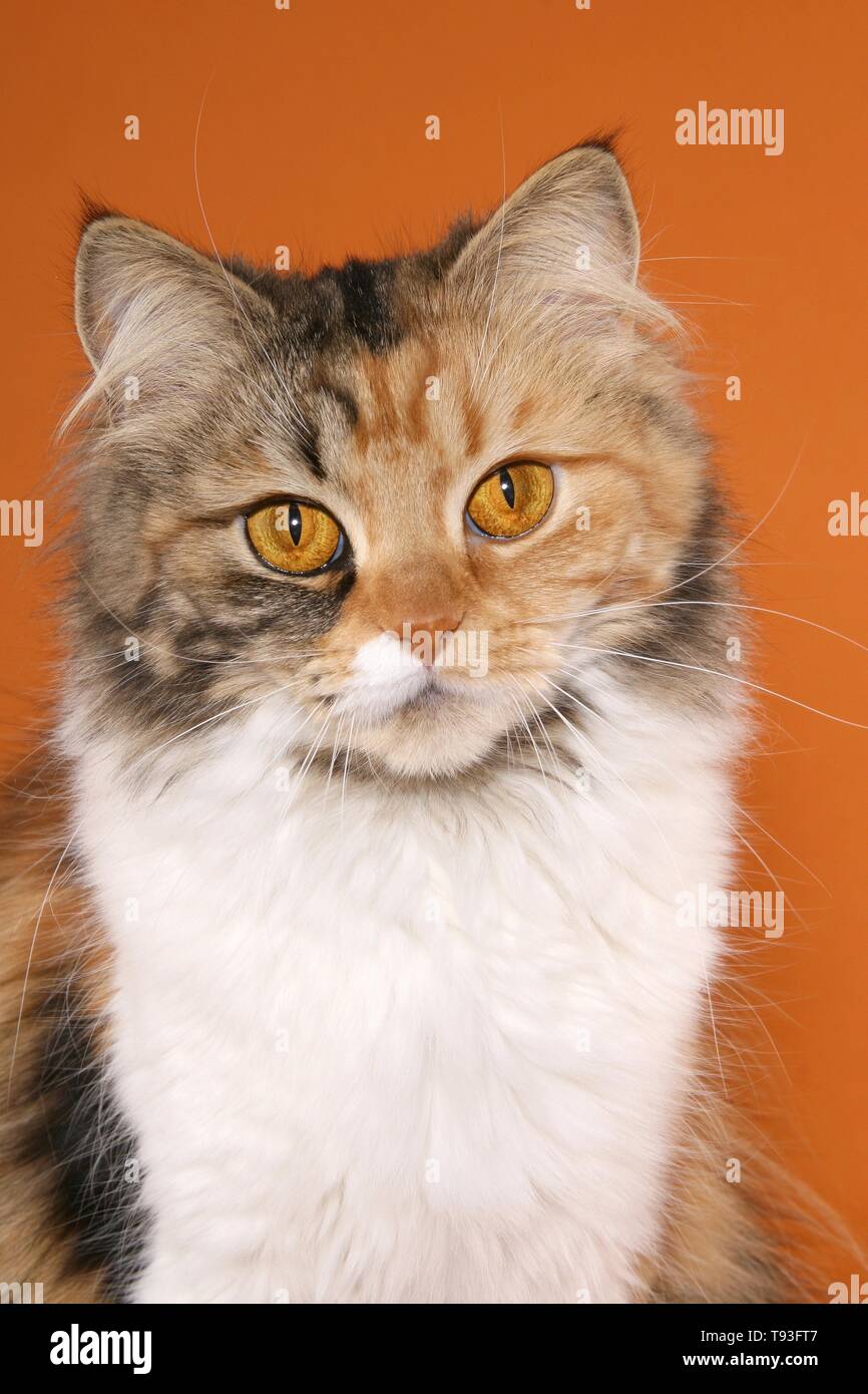 German Longhair Cat Stock Photo - Alamy