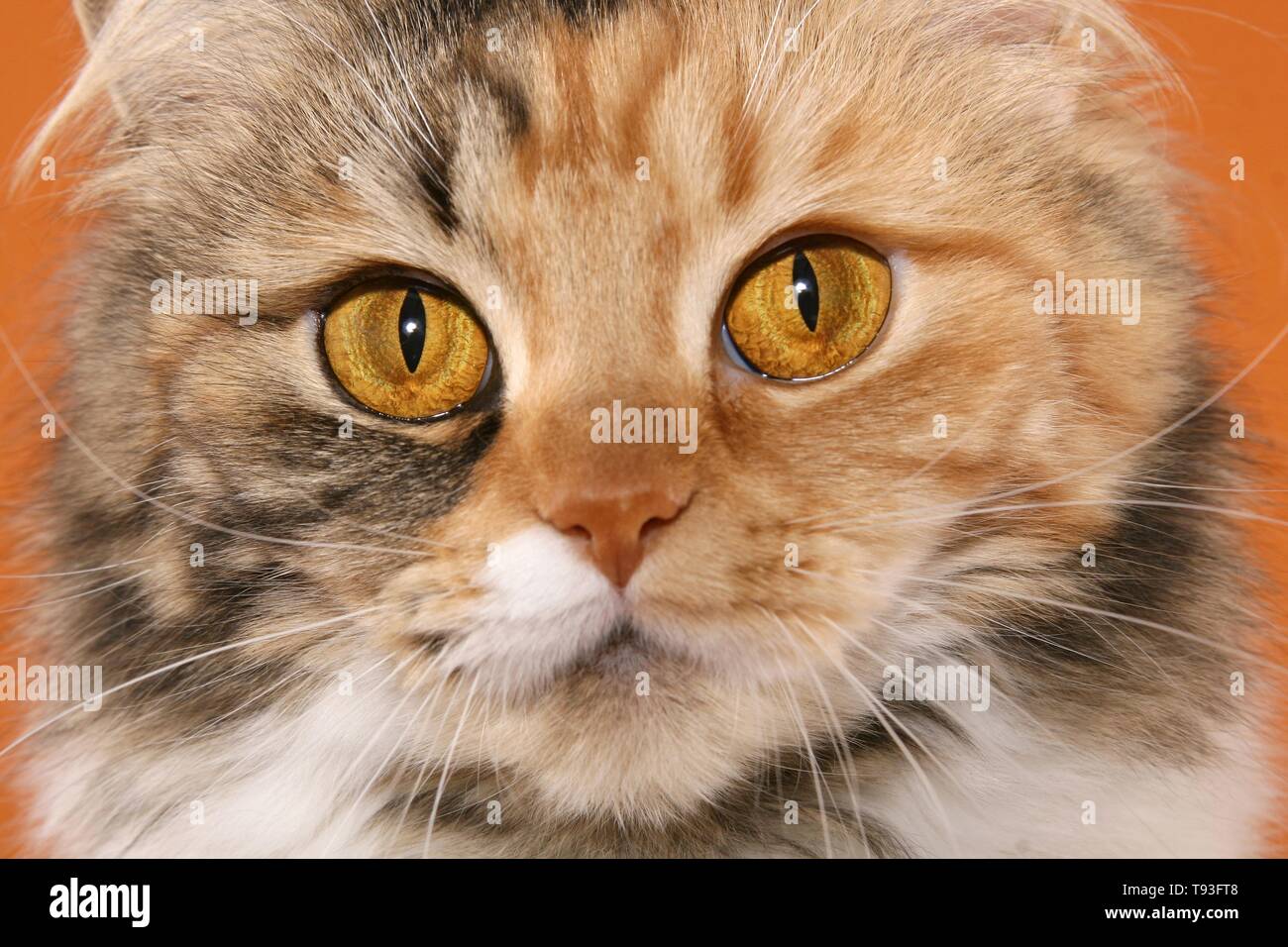 German Longhair Cat Stock Photo - Alamy