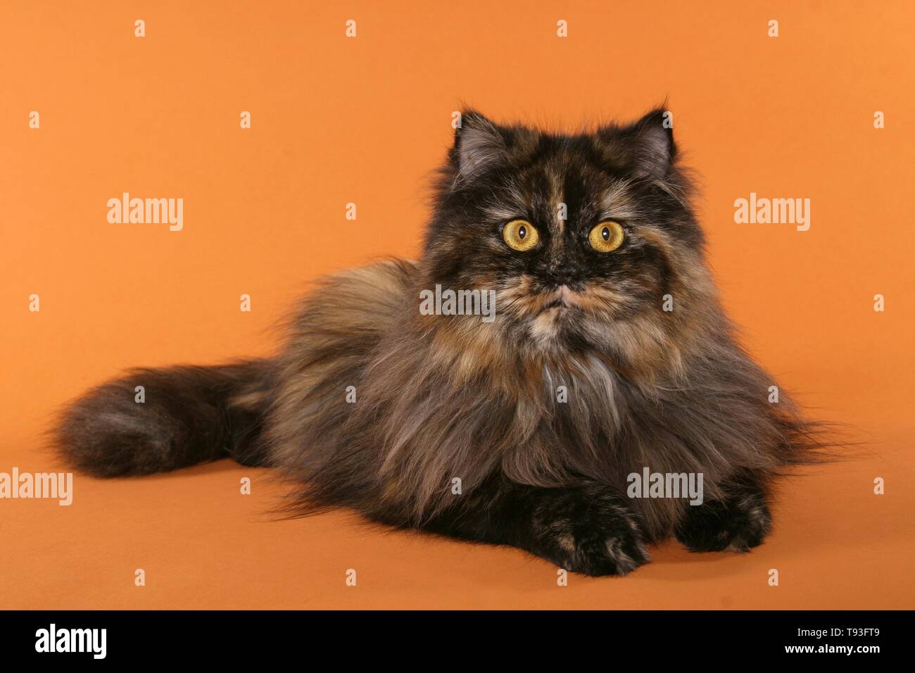 German Longhair Cat Stock Photo - Alamy