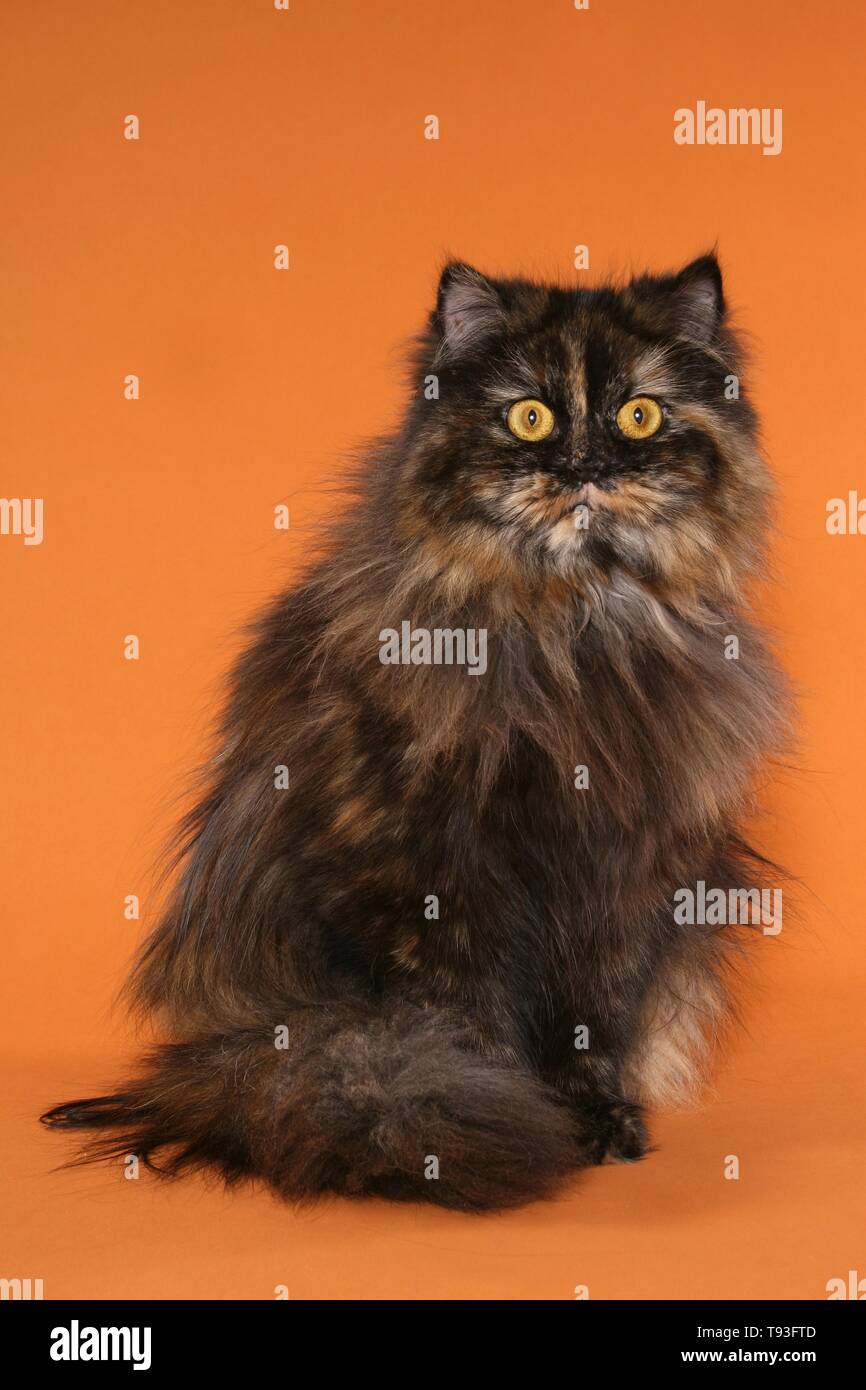 German Longhair Cat Stock Photo - Alamy