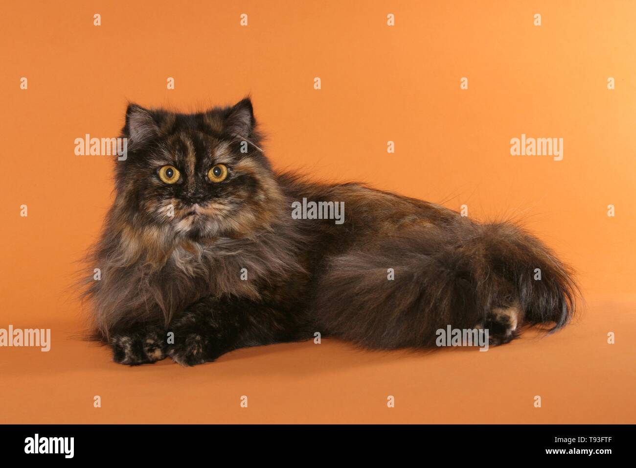 German Longhair Cat Stock Photo - Alamy