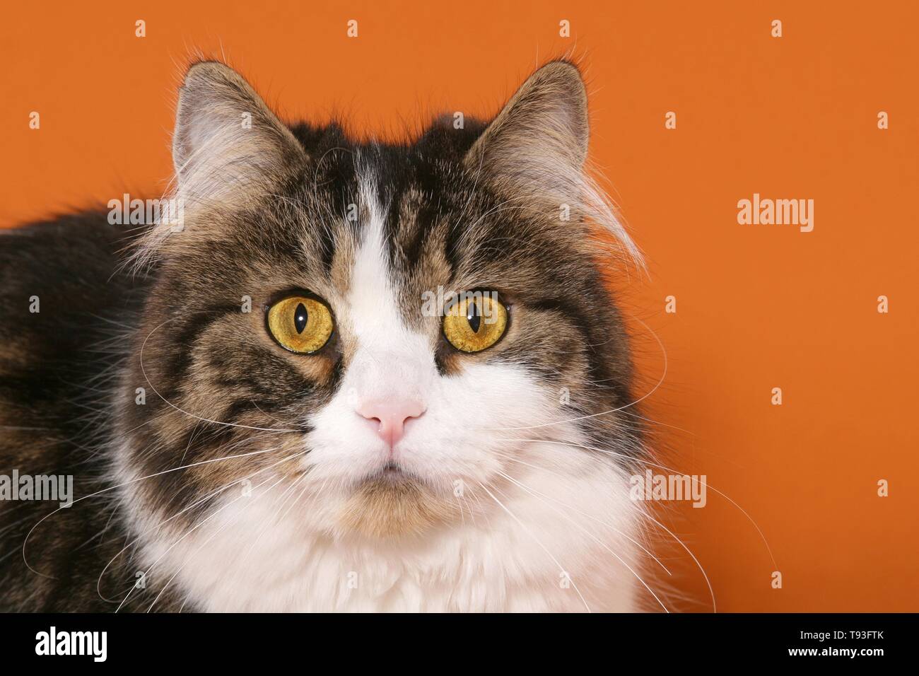German Longhair Cat Stock Photo - Alamy