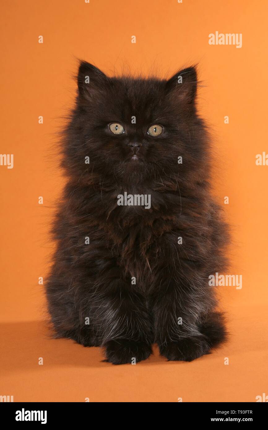 German Longhair Cat Stock Photo - Alamy