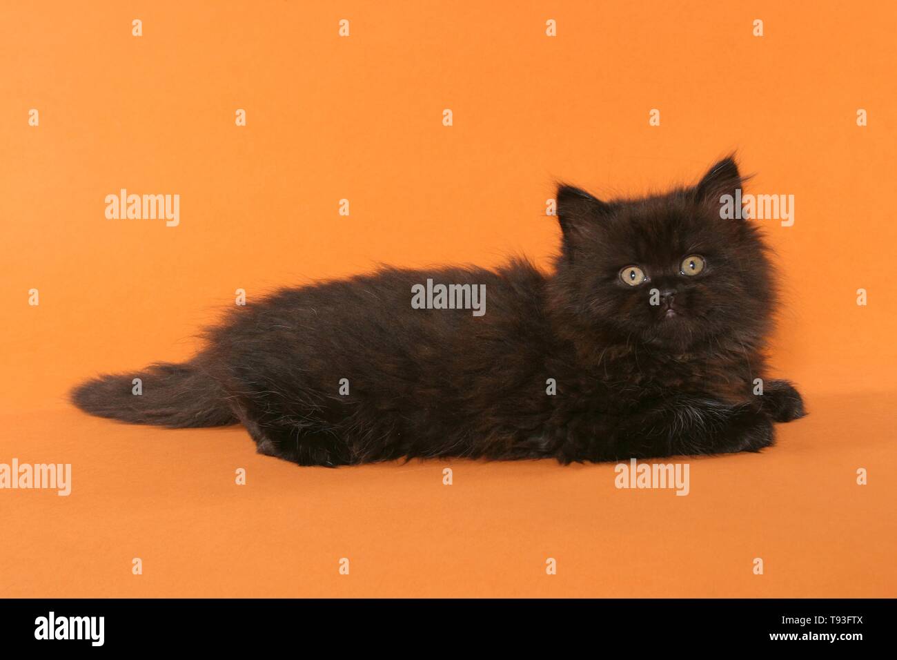 German Longhair Cat Stock Photo - Alamy