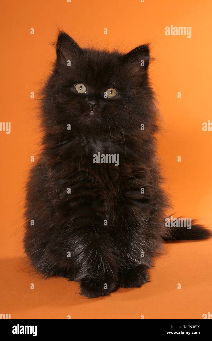 German Longhair Cat Stock Photo - Alamy
