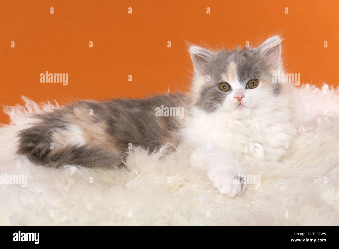 German Longhair Cat Stock Photo - Alamy