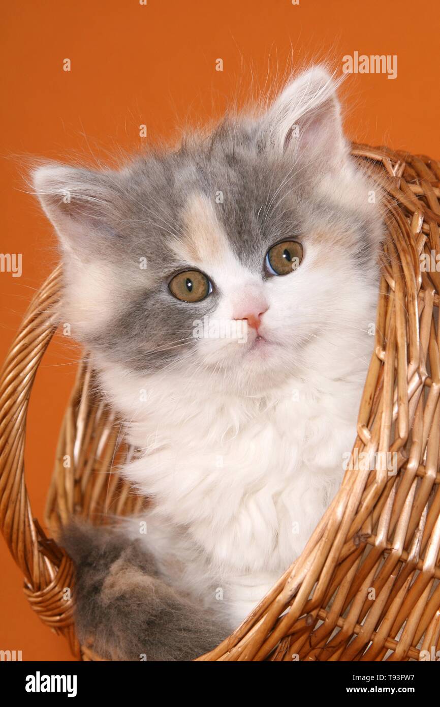 German Longhair Cat Stock Photo - Alamy