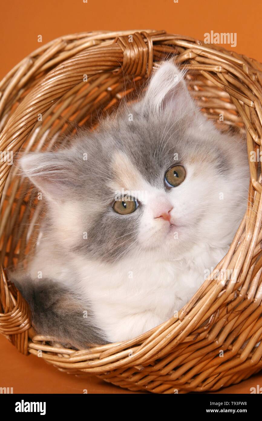German Longhair Cat Stock Photo - Alamy