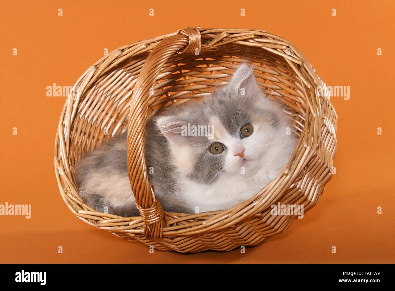 German Longhair Cat Stock Photo - Alamy
