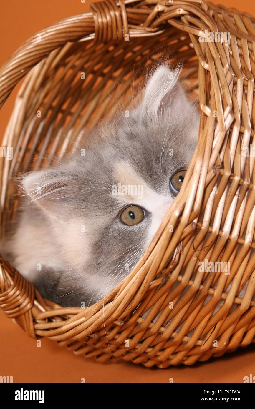 German Longhair Cat Stock Photo - Alamy