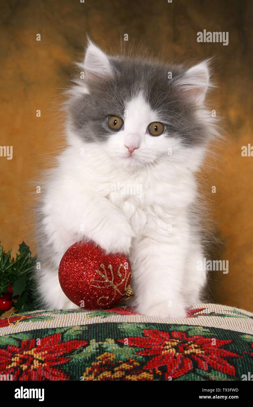 German Longhair Cat Stock Photo - Alamy