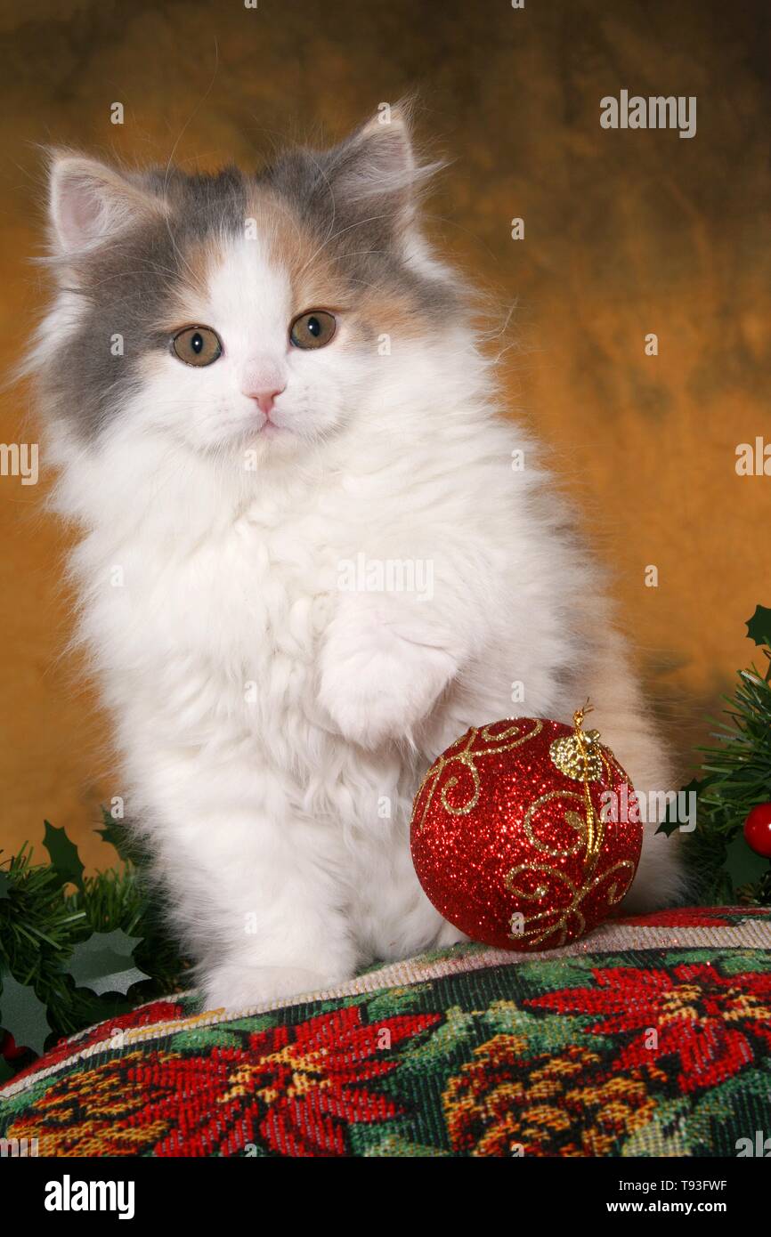 German Longhair Cat Stock Photo - Alamy