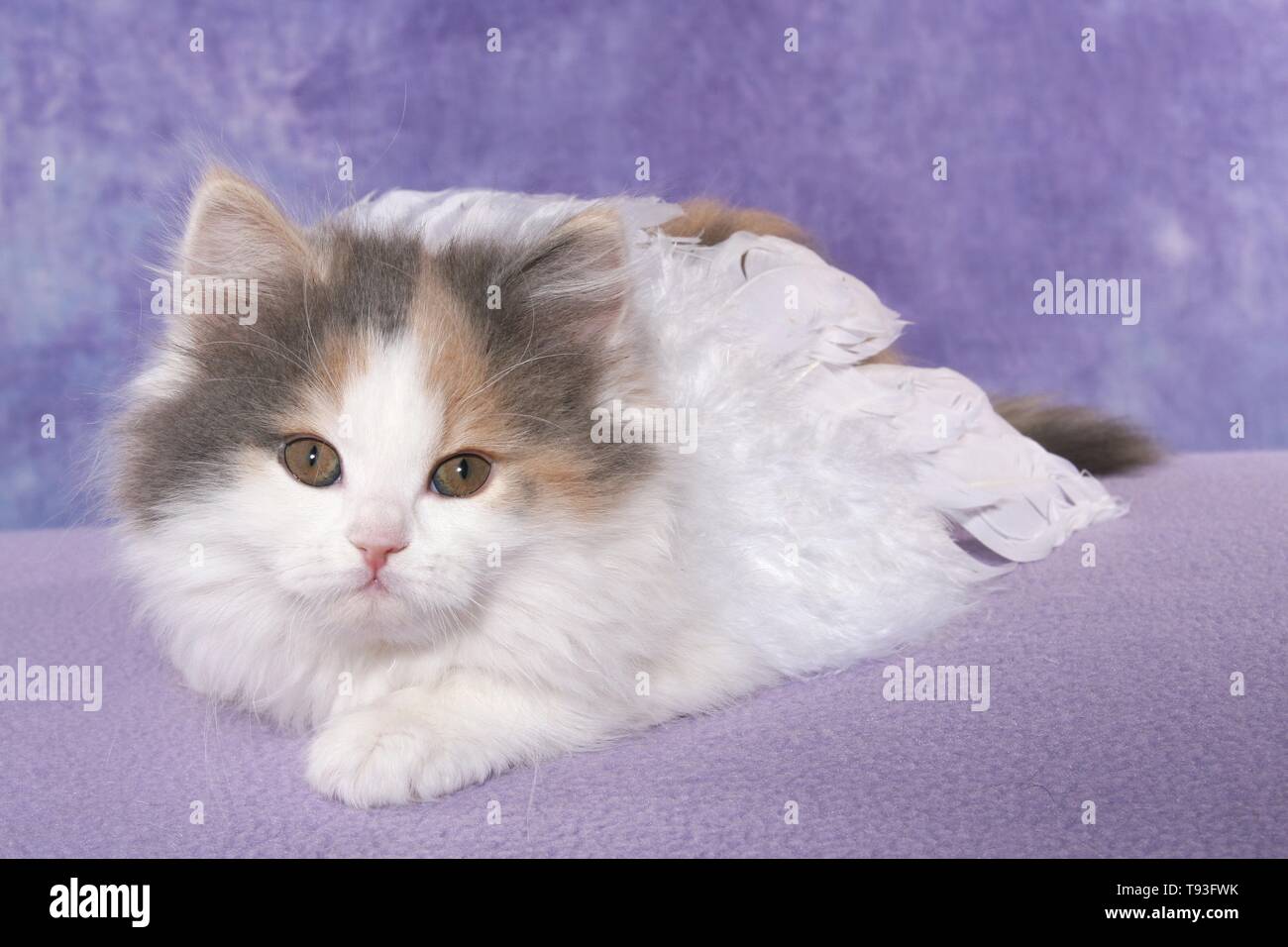 German Longhair Kitten Stock Photo - Alamy